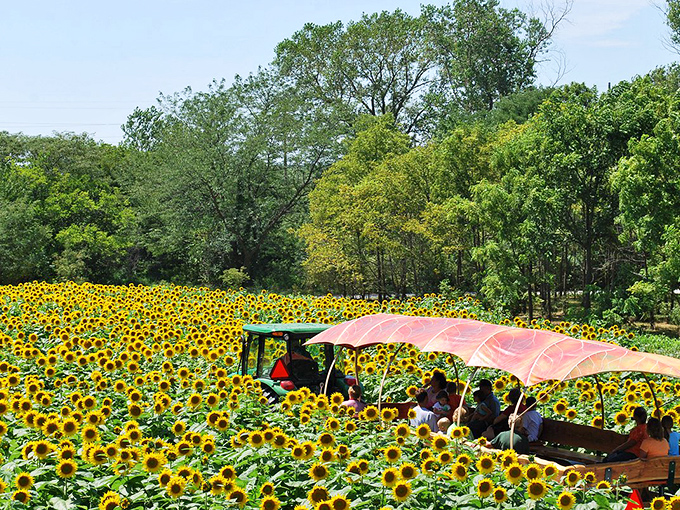 Sunflower fields forever! This tractor-pulled tour through golden blooms is Nebraska's answer to Dorothy's yellow brick road.