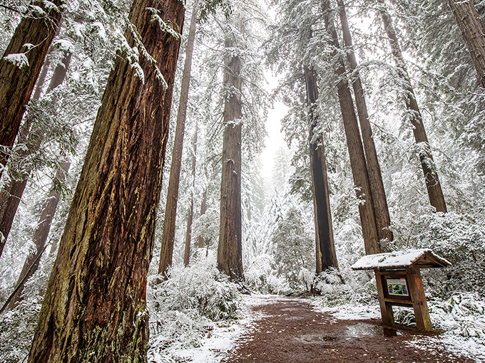 Winter's gentle touch transforms ancient redwood groves into a hushed snow globe world that feels impossibly serene.