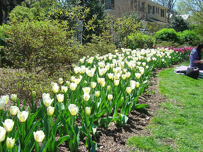 Crisp white tulips line the pathway like nature's version of runway lights, guiding visitors through this botanical fashion show.
