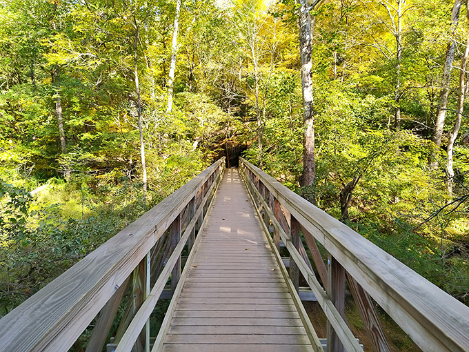 Glen Helen's wooden walkways invite you to wander through a forest that feels more enchanted than Ohio has any right to be.