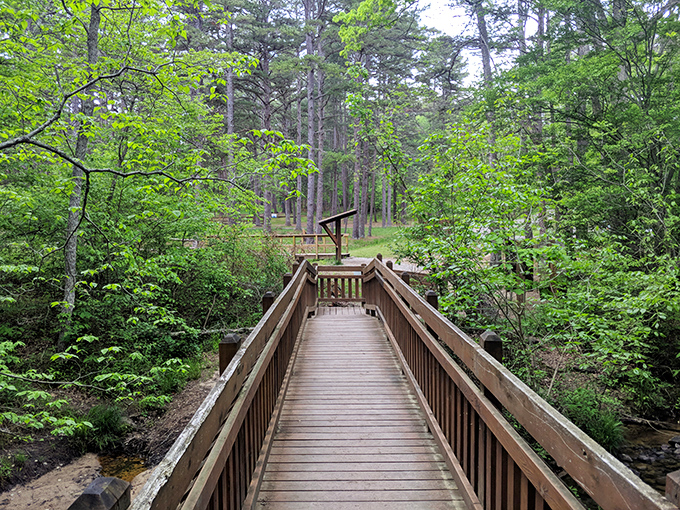 Nature and craftsmanship in perfect harmony at Hawn State Park, where this wooden boardwalk invites you to wander through Missouri's most pristine wilderness.