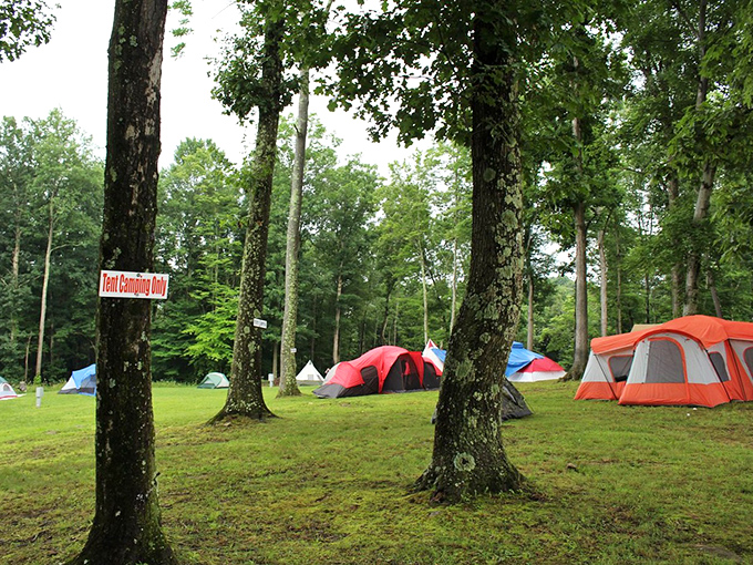 Tent city emerges from the forest floor. These colorful temporary homes create neighborhoods where strangers become friends over shared firewood.
