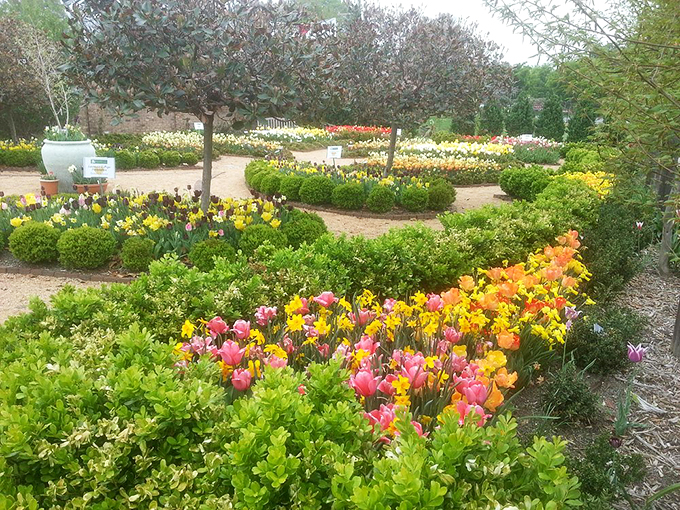 Tulips in every imaginable hue nestle among emerald boxwoods&mdash;creating living color wheels that would make any artist jealous.