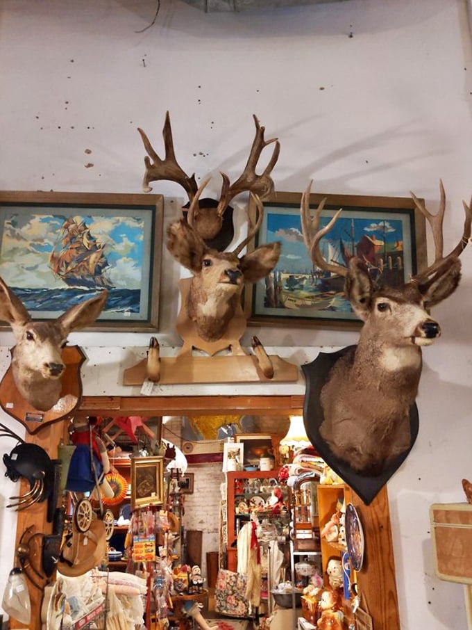 The deer heads have seen it all. These majestic creatures now preside over a kingdom of curiosities, their glass eyes reflecting shoppers' delight.
