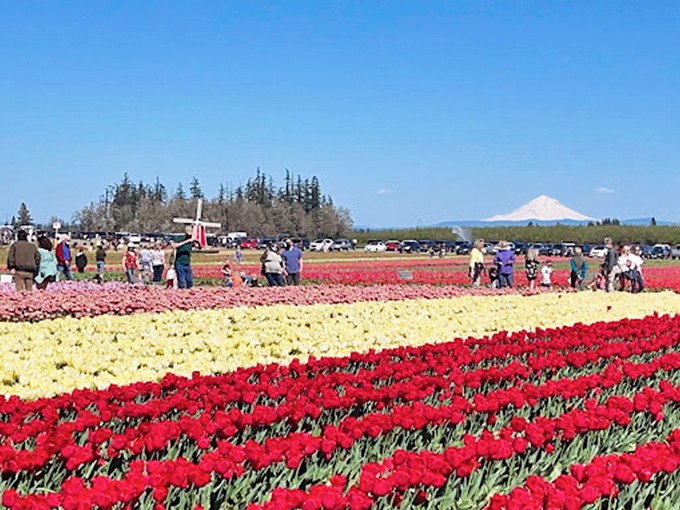 Mount Hood photobombs the tulip fields, as if nature decided one beautiful thing wasn't quite enough for this corner of Oregon.