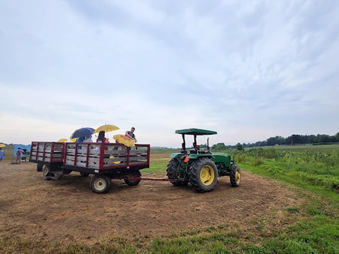 The tractor ride offers a charming farm tour for those whose flower enthusiasm exceeds their walking stamina. Agricultural transportation with a side of joy.