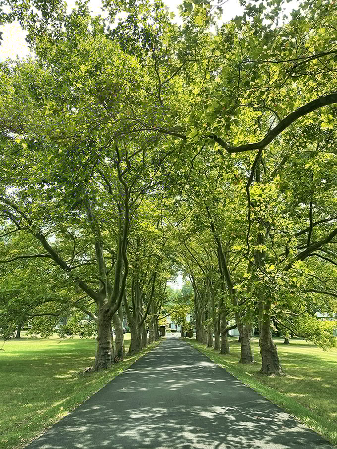 The approach to the castle feels like the opening sequence of a period drama – tree-lined and promising something extraordinary at its end.