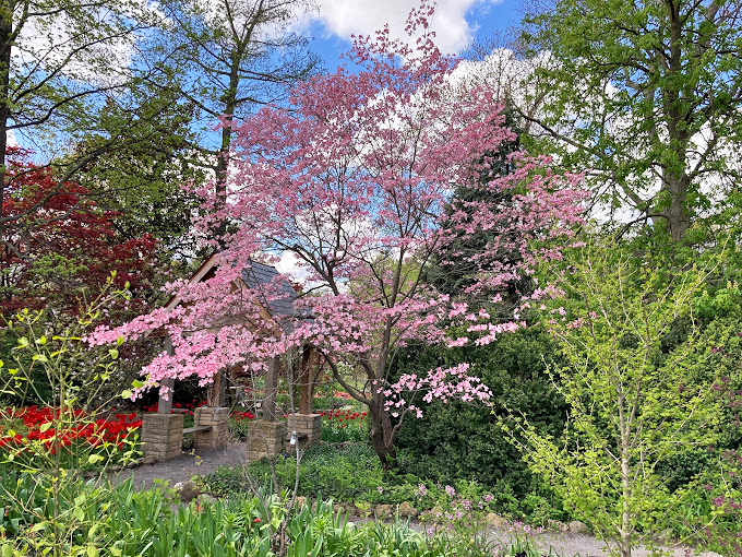 Cherry blossoms create a pink cloud effect that Japanese garden designers have spent centuries trying to perfect.