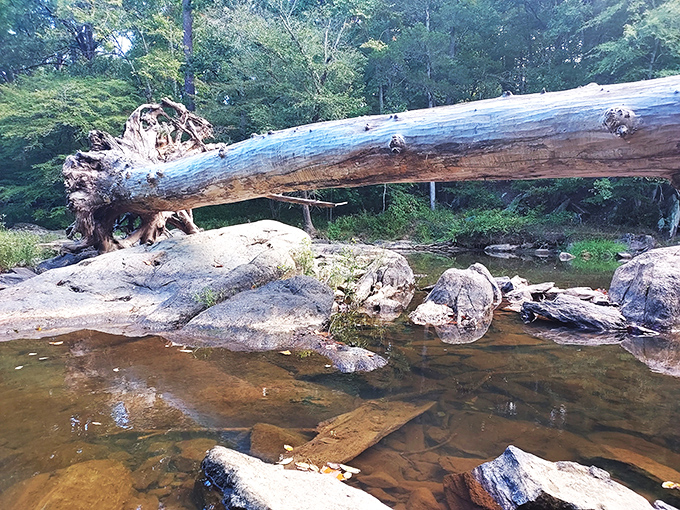 Nature's fallen giant creates the perfect riverside bench&mdash;a reminder that even in retirement, you can still serve a beautiful purpose.