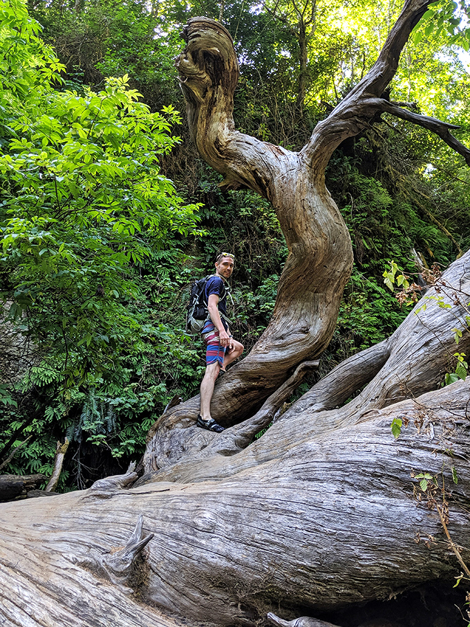 When you find the perfect climbing tree, you don't walk past it. Some playground equipment is naturally grown.