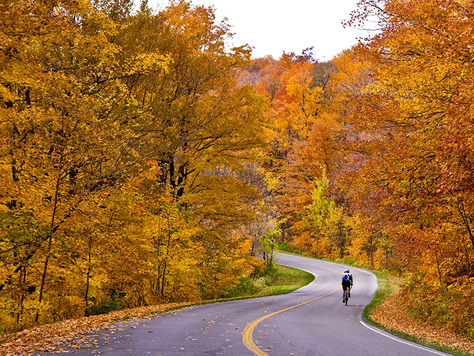 Fall's golden palette turns Brevard's winding mountain roads into nature's art gallery, with cyclists providing the perfect sense of scale.