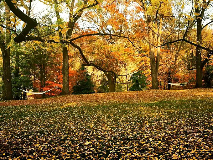 Fall's golden canopy creates nature's perfect hammock spot&mdash;just bring a good book and watch the leaves perform their annual dance.