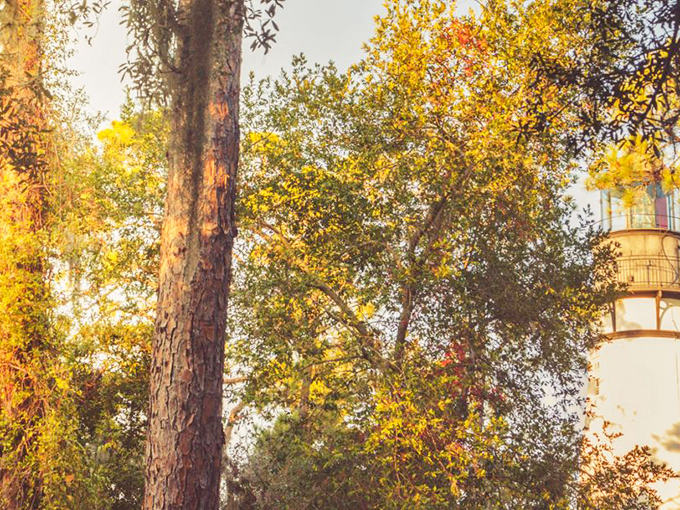 Spanish moss catches the golden hour light, creating nature's own Instagram filter across Amelia Island's majestic southern trees.