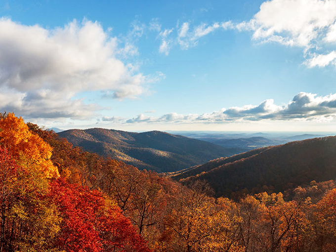 Autumn in Shenandoah National Park delivers a symphony of color that makes even seasoned leaf-peepers gasp in genuine wonder.