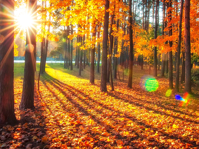 Autumn Foliage: Golden light filters through amber leaves, creating nature's cathedral in Astoria's wooded parks&mdash;a reminder that beauty here changes with the seasons.