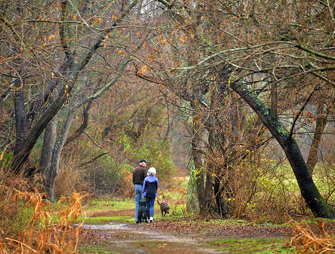Autumn's golden hour transforms ordinary paths into enchanted walkways. Even the dog seems to appreciate nature's color palette.
