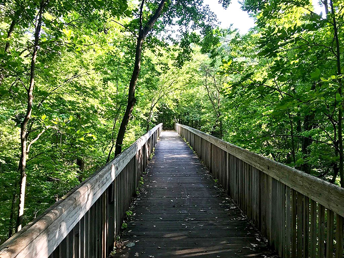 This wooden boardwalk through lush forest canopy feels like walking through the pages of a Thoreau essay &ndash; contemplative and surprisingly mosquito-free.