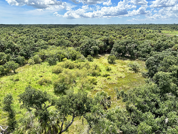From the observation tower, Myakka reveals its true scale&mdash;a vast mosaic of habitats that makes your daily commute seem like a distant memory.