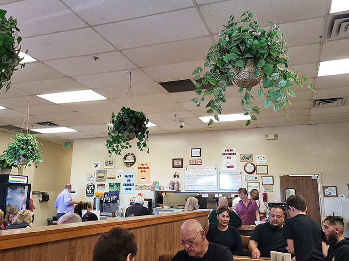 Hanging plants that have witnessed thousands of breakfast epiphanies. In the diner ecosystem, they thrive on coffee steam and satisfied sighs.