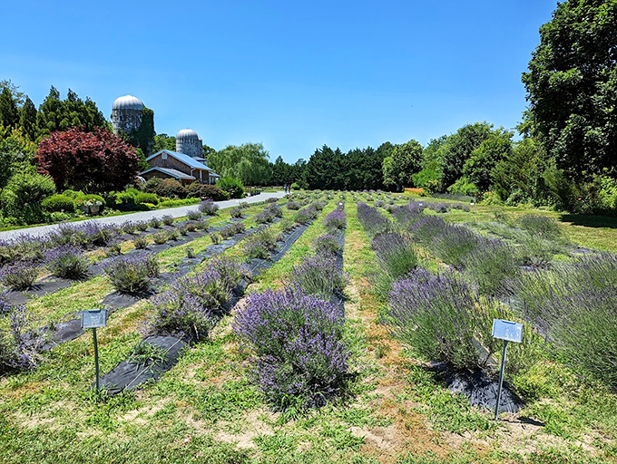 Lavender rows stretch toward farm silos like purple brushstrokes on the landscape&mdash;nature's aromatherapy session in full bloom.