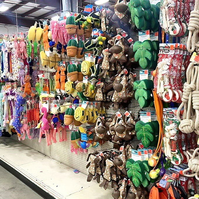 Pet toys dangle like colorful bait for dog owners who can never resist bringing home "just one more" squeaky friend for their four-legged family members.