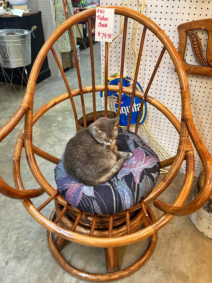 The store cat has claimed the best seat in the house, demonstrating that even in an antique store, the most valued possession is a comfortable nap spot.
