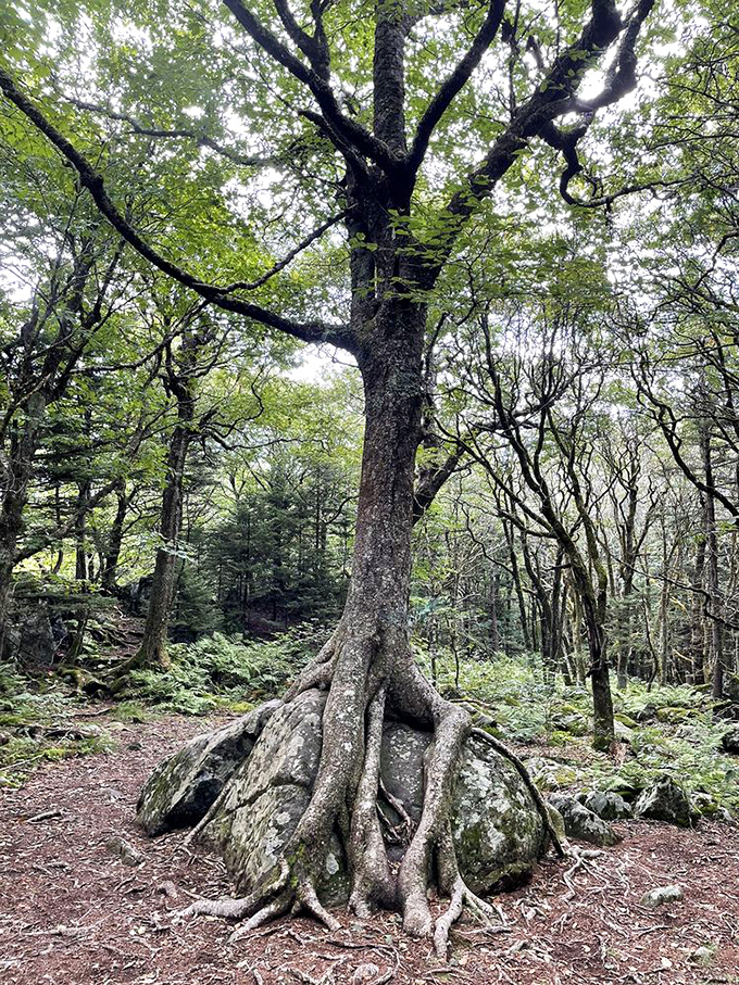 This determined tree refused to take "no" for an answer from that boulder. Nature's lesson in persistence.