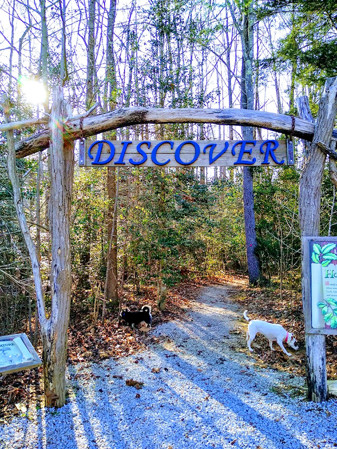 The "DISCOVER" trail entrance promises exactly what we're all searching for: a path away from ordinary into extraordinary.