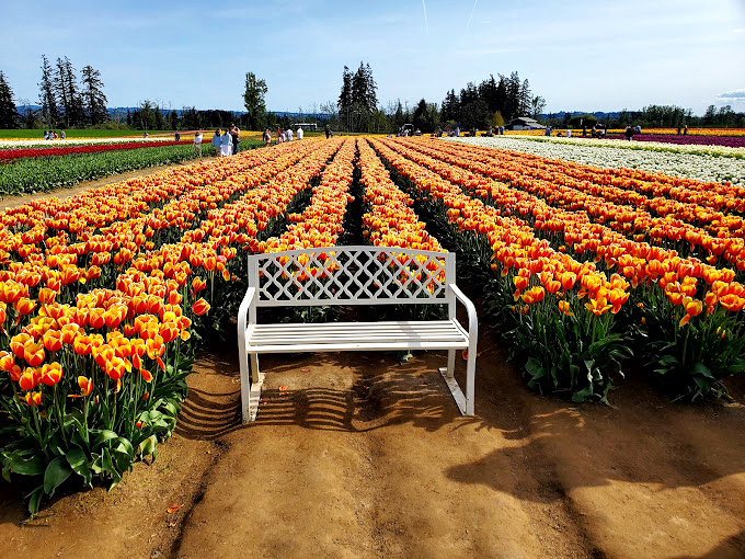 A white bench offers the perfect front-row seat to nature's most vibrant show &ndash; no tickets required, standing ovations encouraged.