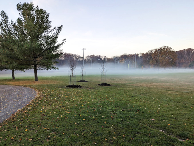 Morning mist hovers like nature's special effect, transforming ordinary fields into mysterious landscapes worthy of a fantasy film.