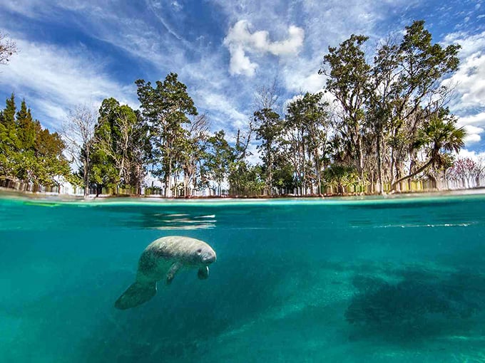 A gentle manatee glides through impossibly clear waters. This split-level shot captures why Crystal River is magical &ndash; where the world above and below the waterline meet.