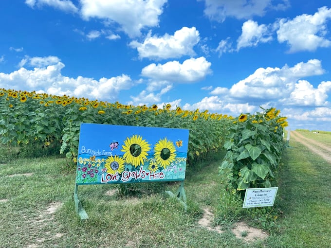 Love Grows Here proclaims the cheerful sign, stating the obvious as sunflowers nod in agreement behind it. Truth in advertising at its finest.
