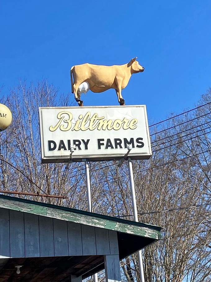 The Biltmore Dairy Farms cow stands eternally vigilant, a landmark reminding passersby that food with local roots tastes just a little bit better.