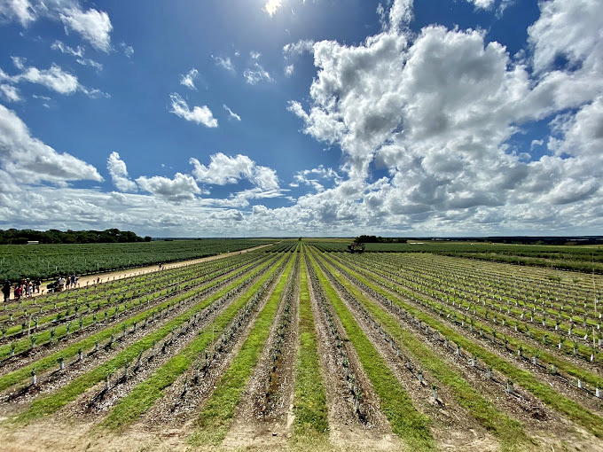 Perfectly aligned rows of young plants stretch toward the horizon under dramatic clouds&mdash;agriculture as performance art.