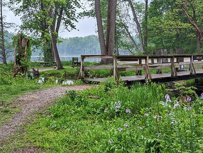 Wildflowers frame the wooden bridge crossing, nature's own welcome committee greeting hikers with purple-petaled enthusiasm.