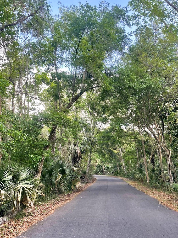 This shaded corridor of green canopy feels like driving through a living tunnel, where civilization fades with each passing mile.