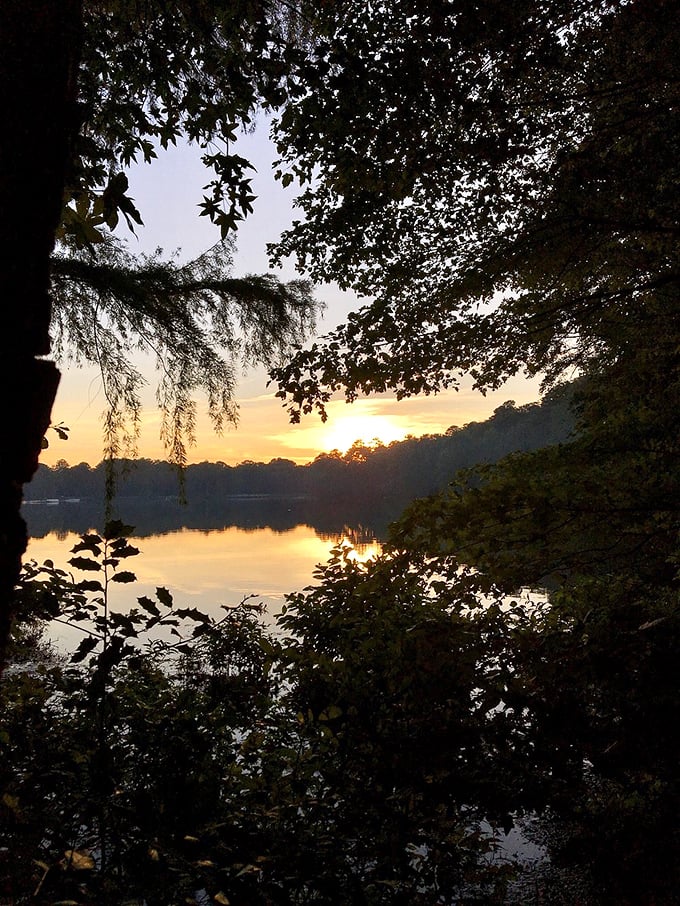 Nature's grand finale each evening: a sunset that turns Trap Pond's waters into liquid gold framed by silhouetted cypress sentinels.