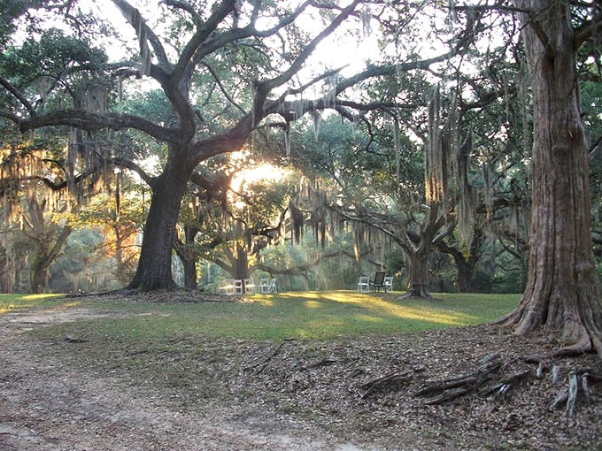 Sunlight filtering through Spanish moss creates nature's cathedral, where ancient oaks spread their limbs in a display of Southern majesty.