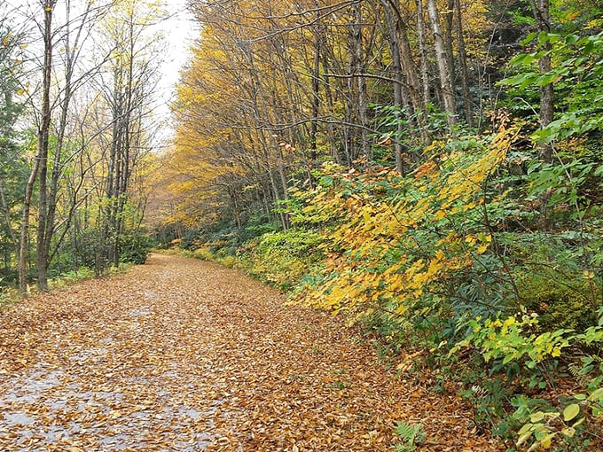The Lehigh Gorge Trail invites hikers into a leaf-strewn wonderland during autumn. Walking on this path feels like strolling through a painting that's still wet.
