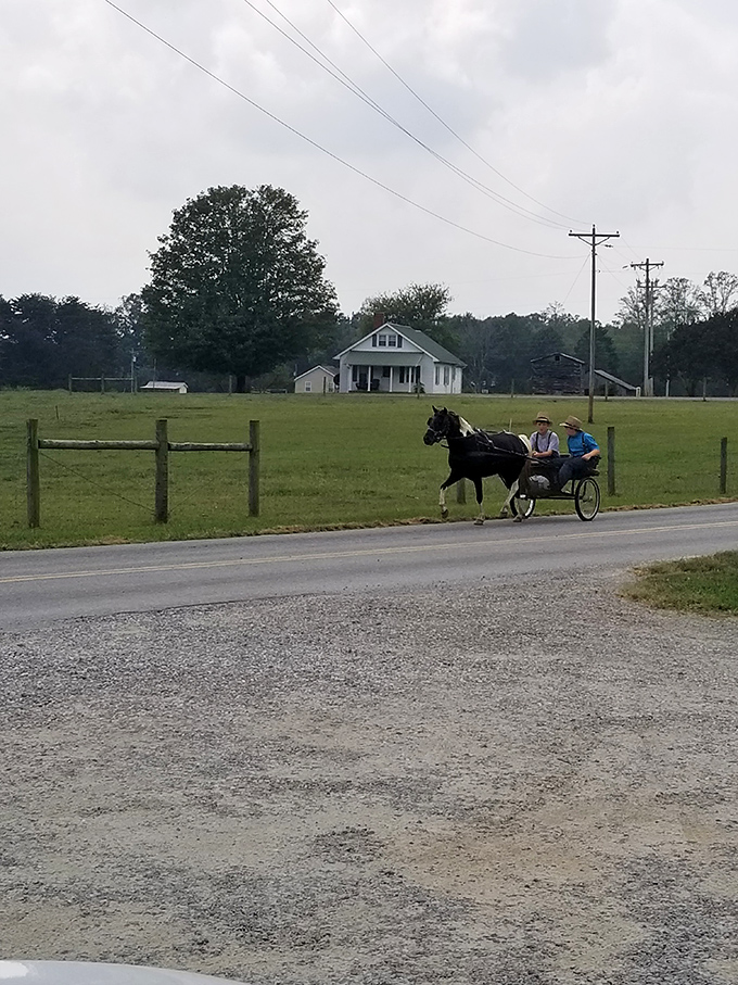 Horse and buggy transportation&mdash;when your GPS says "arrive in style" and you take it literally. Rural North Carolina at its most authentic.