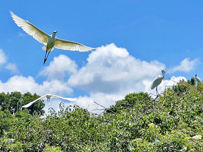 White egrets perform their aerial ballet above the wetlands, nature's own Broadway show with no ticket required and perfect seats for everyone.