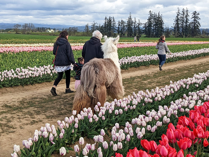 Even the llamas stop to appreciate the tulips, proving that good taste transcends species in this corner of Oregon.