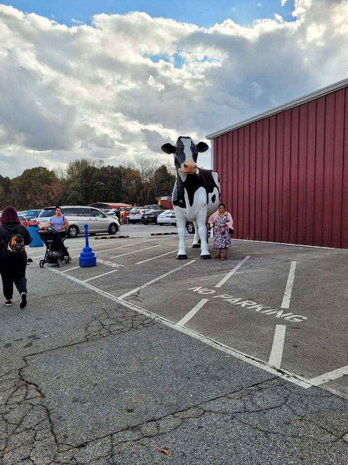 The world's most photogenic cow stands guard in the parking lot, ensuring no visitor leaves without a memorable selfie opportunity.