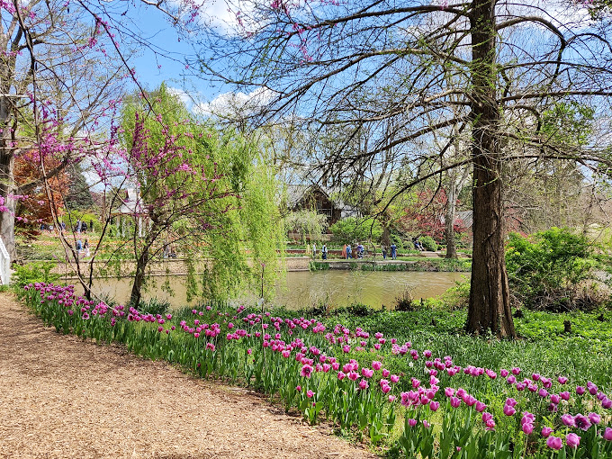 Purple tulips line the path like nature's own velvet rope, guiding visitors around the pond's serene waters.