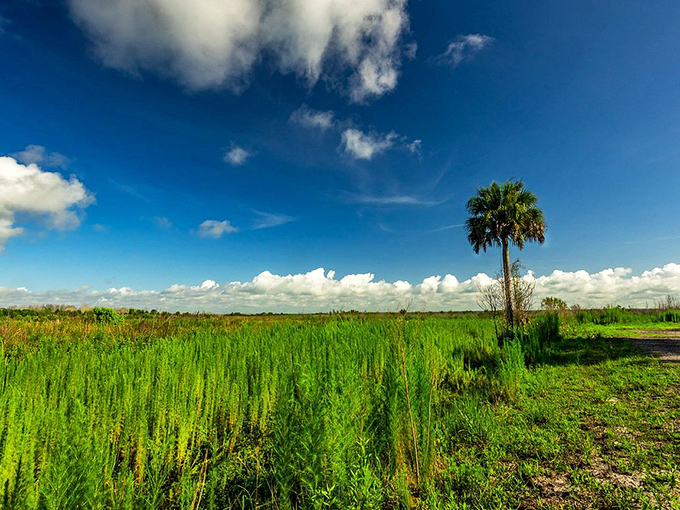 Nature's canvas unfurls in vibrant greens beneath an impossibly blue Florida sky—this is the prairie in all its unspoiled glory.