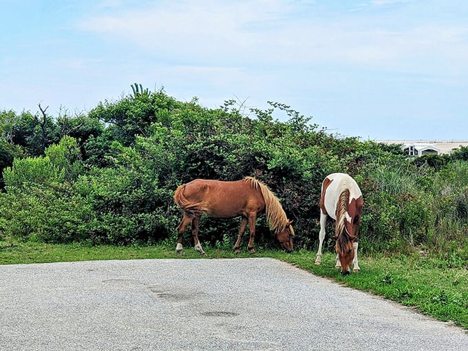 Wild horses couldn't drag me away from Assateague Island. These majestic descendants of shipwrecked Spanish horses have mastered the art of roadside dining better than most food critics.