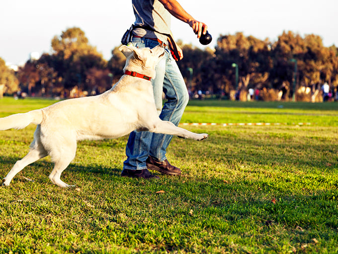 Golden fields stretch toward the horizon, showcasing Idaho's agricultural heritage with a patchwork of farmland that changes with each season.