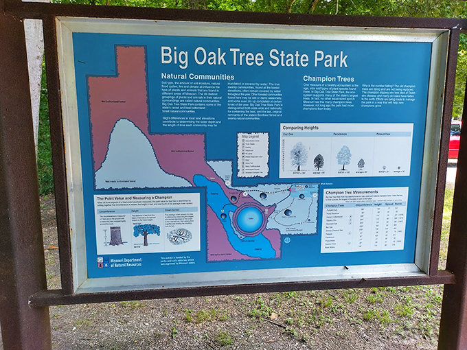 The park's information board reveals the secret world of champion trees&mdash;nature's record-holders that have been quietly growing since before America existed.