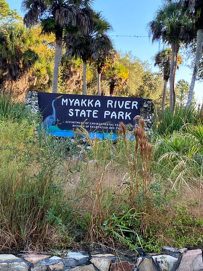 Florida's best-kept secret announces itself with understated charm. Like finding an original Picasso at a yard sale, Myakka's entrance promises treasures beyond.