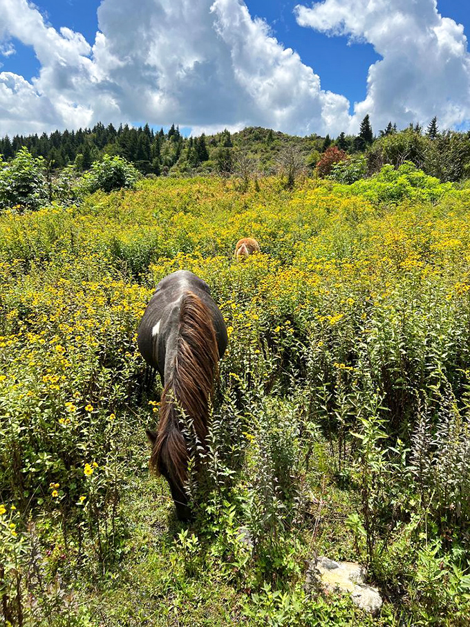 Wild ponies grazing through golden meadows &ndash; nature's lawnmowers with better hair and no gas required.